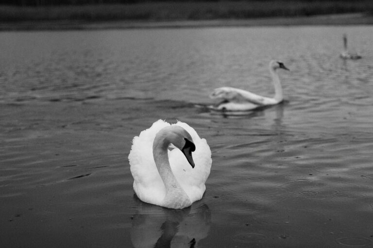 Verolit Forte: Beneficiile și Riscurile Utilizării. - Sanatate Mentala